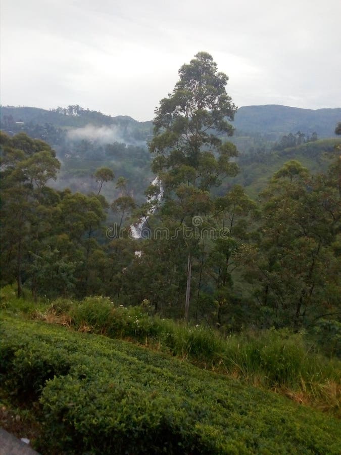 Waterfall View with Tea Plants Area Stock Photo - Image of waterfall ...