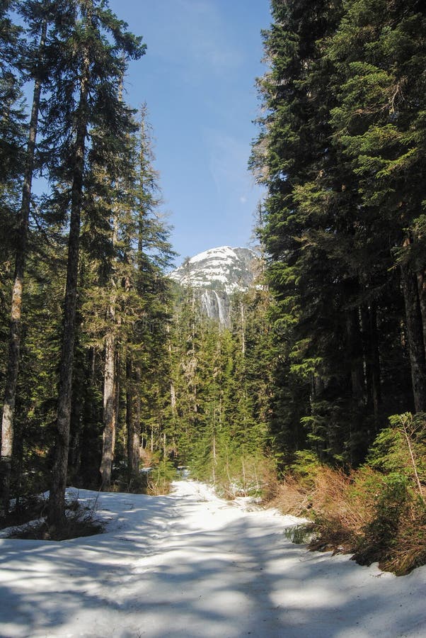 A Waterfall View through the Trees in Strathcona Provincial Park, BC ...