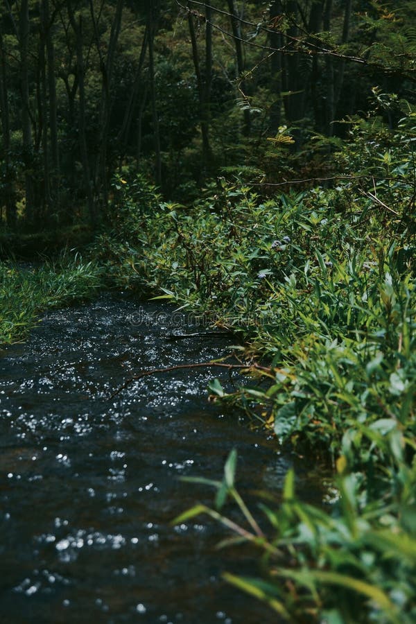 Waterflow in the Middle of the Forest Stock Photo - Image of forestry ...