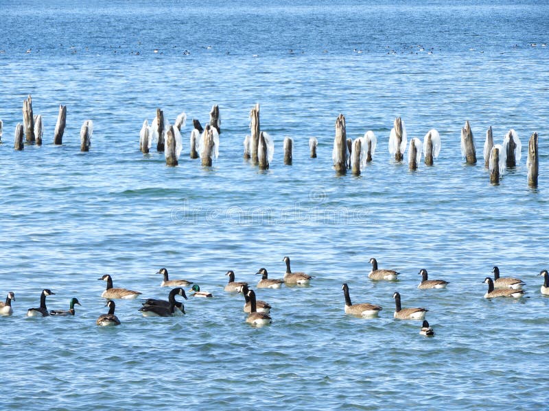Waterfowl Dot the Winter Lake Scene on Cayuga Lake Stock Image - Image ...