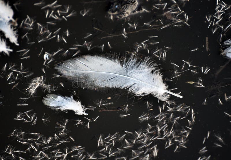 Waterfowl Feathers on the Water Stock Image - Image of abstract, bird ...