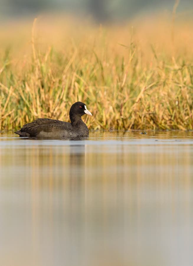 Common coot stock image. Image of coot, beautiful, waterfowl - 113123951