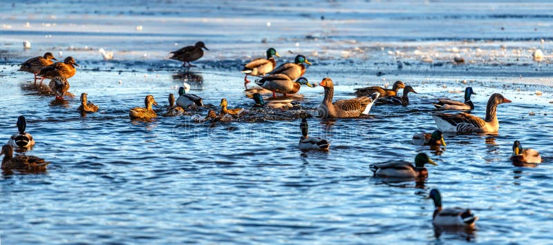 Waterfowl on the Lake in Winter. Stock Photo - Image of waterbird ...