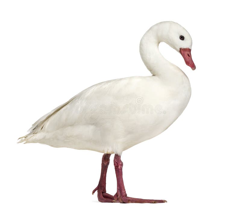 Waterfowl Syanding, Isolated Stock Photo - Image of swanling, swan ...