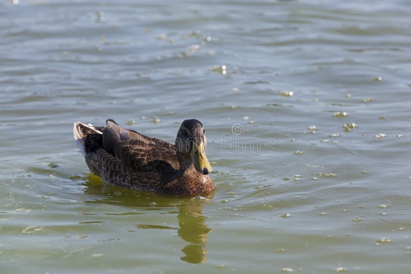 Waterfowl Wild Birds Ducks in the Wild Stock Photo - Image of pond ...