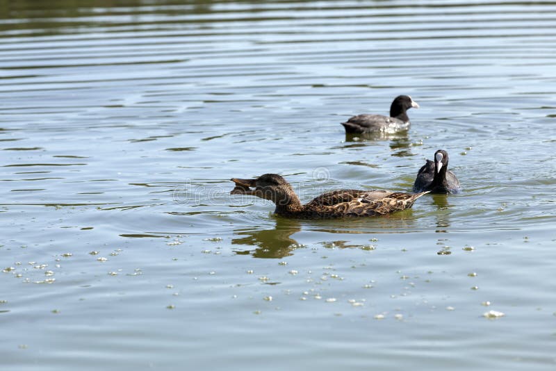 Waterfowl Wild Birds Ducks in the Wild Stock Image - Image of quack ...