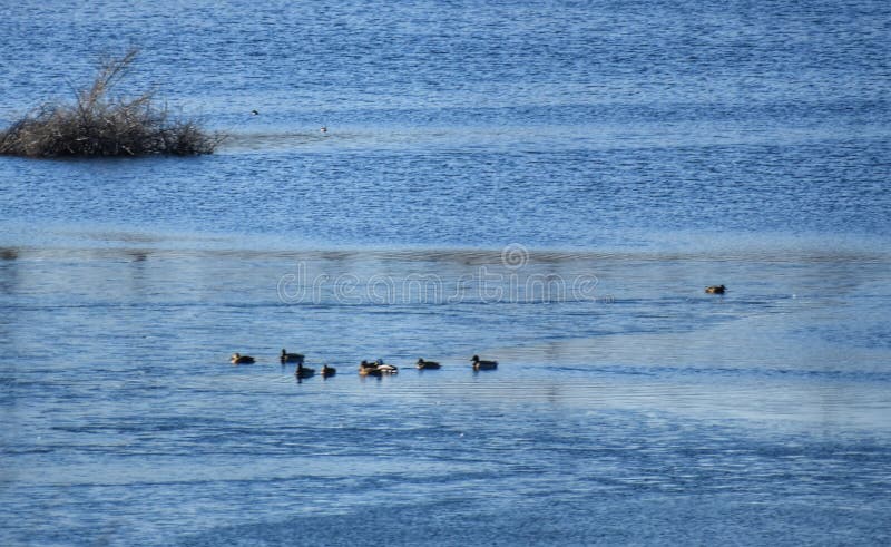 Waterfowl stock image. Image of winter, waterfowl, pacific - 138147155