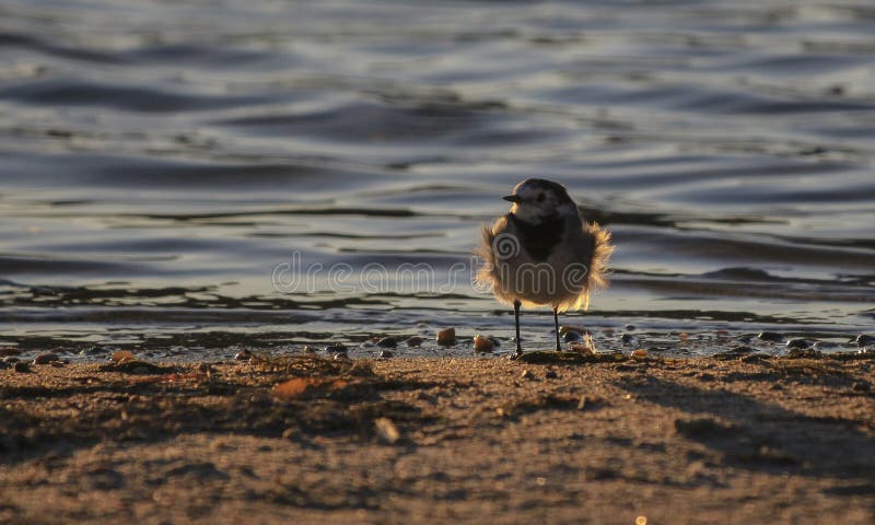 Little bird on the beach stock photo. Image of beach - 152477940