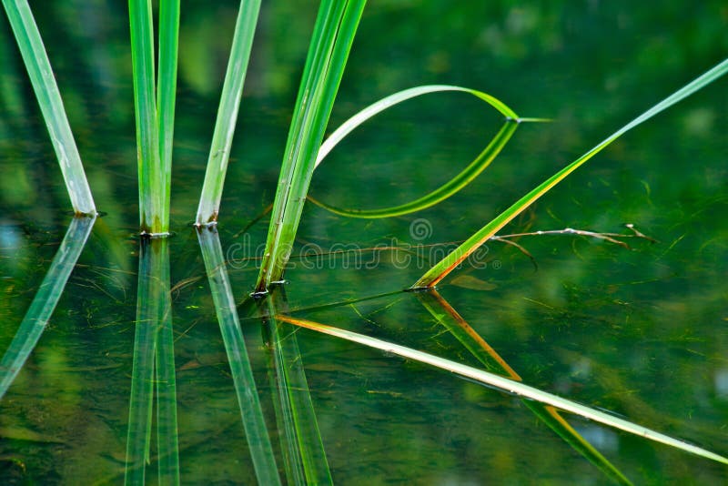 Watergras stock afbeelding. Image of oppervlakte, landschap - 64482043