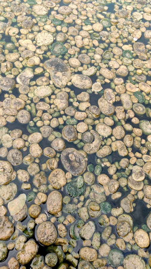 Watergras Dat Drijft in Het Moerasgras Dat Drijft Op Water Stock ...