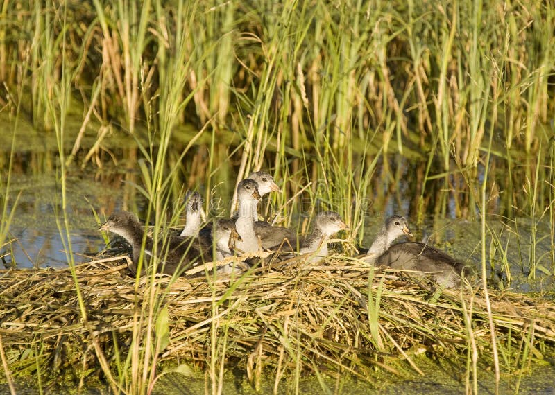 Waterhen Babies stock image. Image of wildlife, beak - 23987257