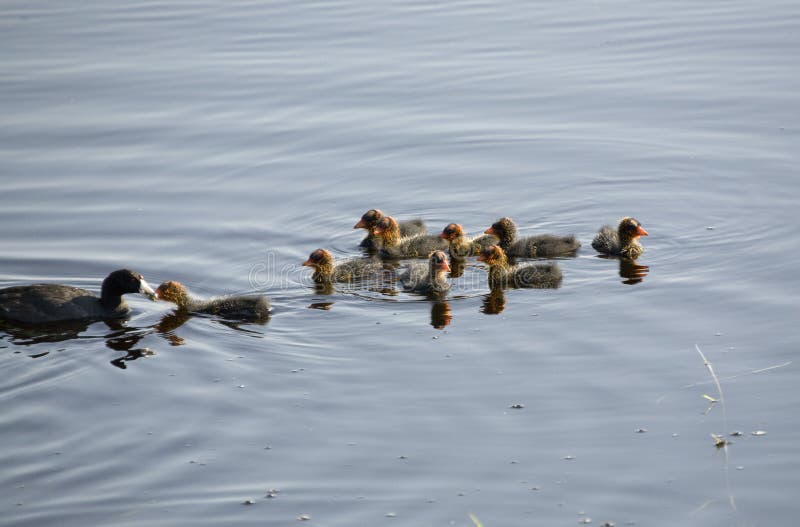 Waterhen Babies stock image. Image of shore, swim, water - 23987295