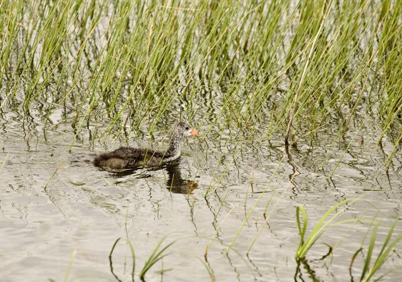Waterhen Baby stock photo. Image of bird, plumage, fauna - 23987390