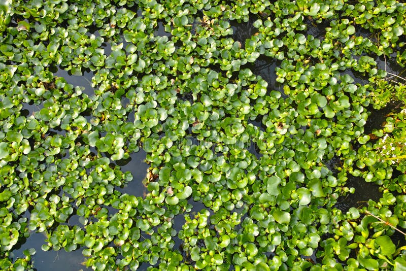 Waterhyacint stock foto. Image of tropisch, achtergrond - 39646028