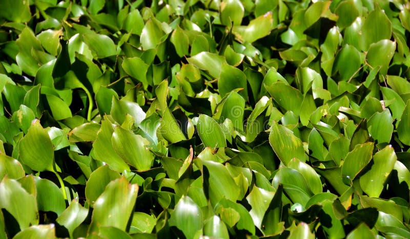 Waterhyacint stock afbeelding. Image of mooi, groei, hyacint - 47268275