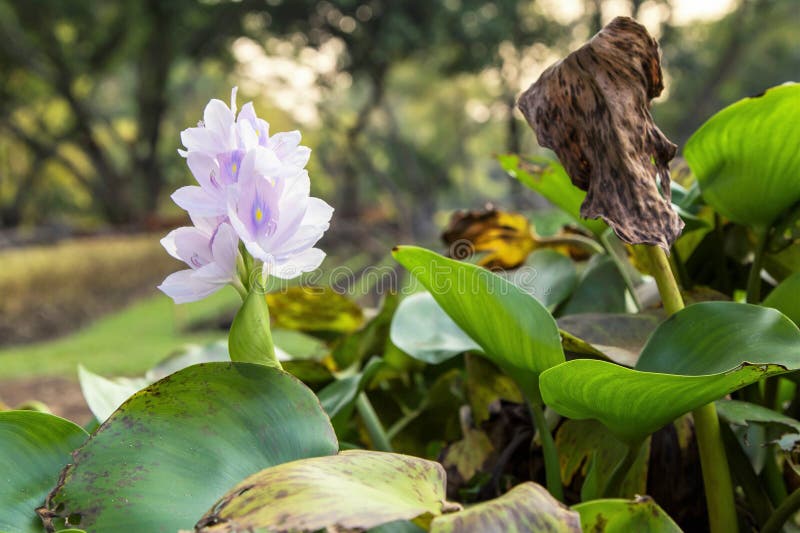 Waterhyacint stock afbeelding. Image of grond, soorten - 69006671