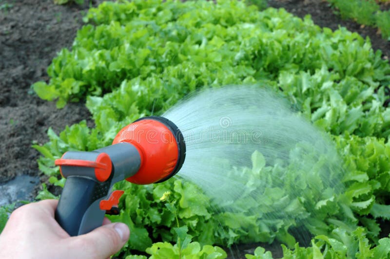 Watering stock photo. Image of gardening, growth, spring - 14825418