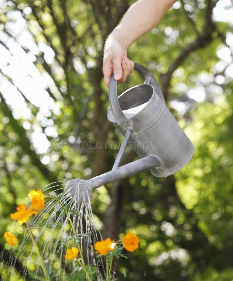 Watering stock photo. Image of flowerbed, garden, summer - 9773792