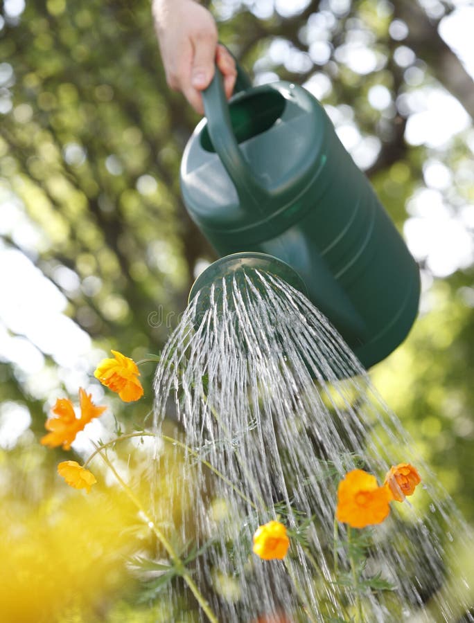Watering stock image. Image of outdoor, hand, sprinkles - 9798179