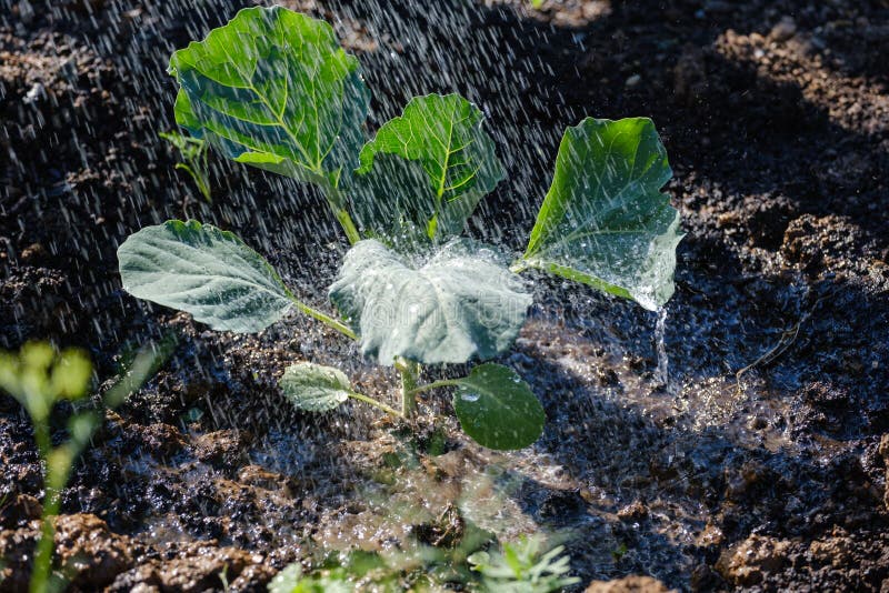 Watering Cabbage in the Garden Bed Stock Image - Image of pour ...