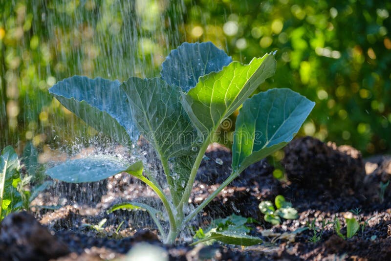 Watering Cabbage in the Garden Bed Stock Photo - Image of pour, ground ...
