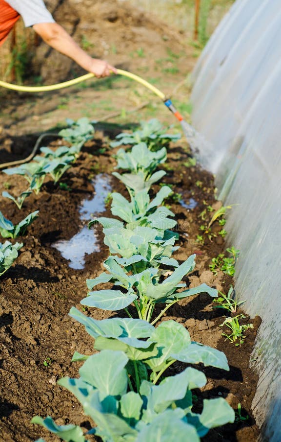 Watering cabbage stock photo. Image of white, garden - 33248268