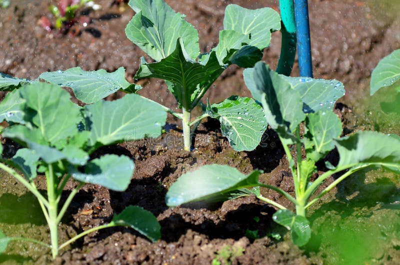 Watering of Cabbage Seedlings. Stock Image - Image of field, green ...