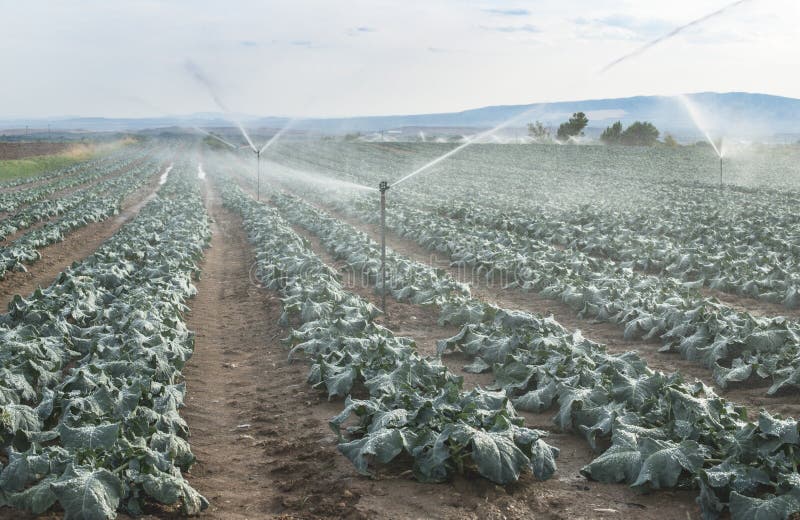Watering Cabbage with Sprinklers Stock Photo - Image of agriculture ...