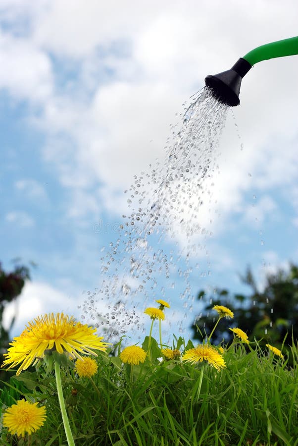 Watering can stock image. Image of irrigation, droplets - 14915791