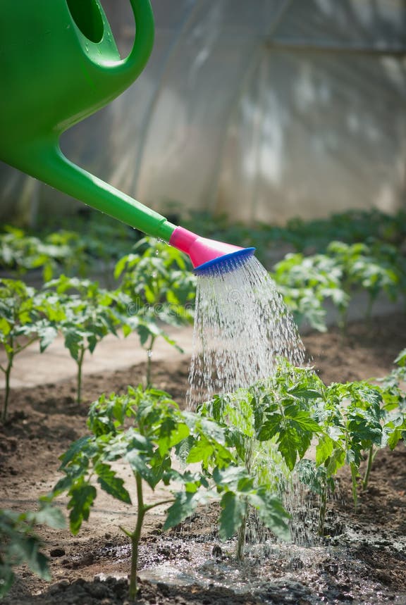 Watering-can stock image. Image of agriculture, gardening - 18490989