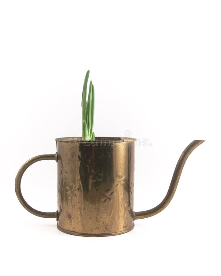 Watering Can stock image. Image of springtime, water, growth - 2098259