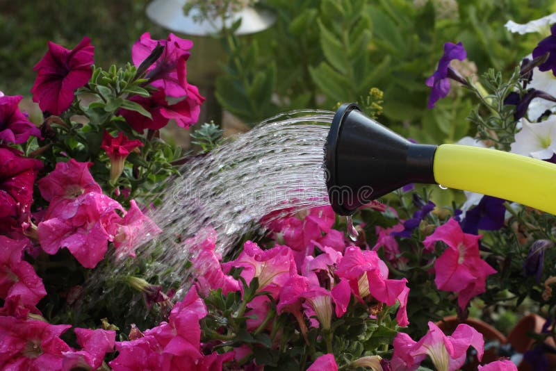 Watering stock photo. Image of outside, sunny, light - 76644226