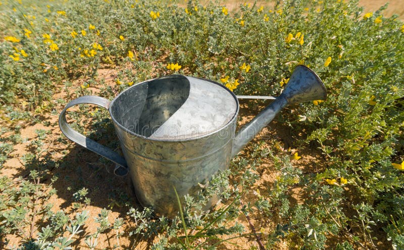 Watering can in garden stock photo. Image of nature, sunny - 29947734