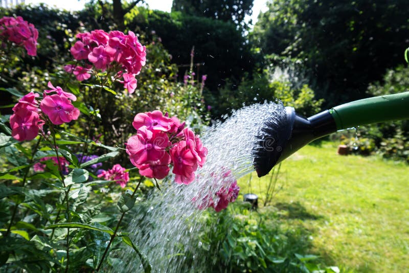 Watering Flowsers Stock Photos - Free & Royalty-Free Stock Photos from ...