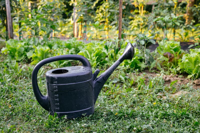 Watering Can Made of Plastic, 10 Liters Stock Photo - Image of grow ...