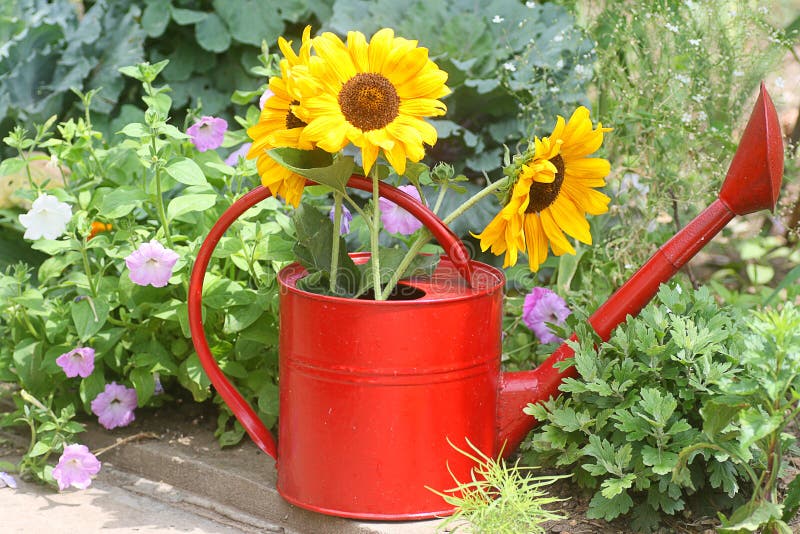 Watering Can with Sunflower Stock Image - Image of watering, sunflower ...