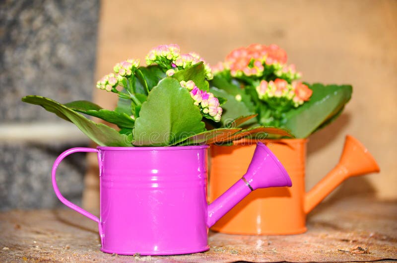 Watering Cans with Colorful Flowers Stock Photo - Image of grow ...