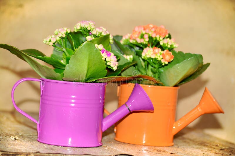 Watering Cans with Colorful Flowers Stock Photo - Image of gift, lily ...
