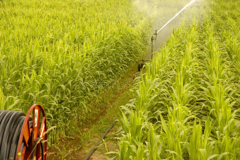 Watering a Corn Field stock image. Image of dairy, green - 1352811