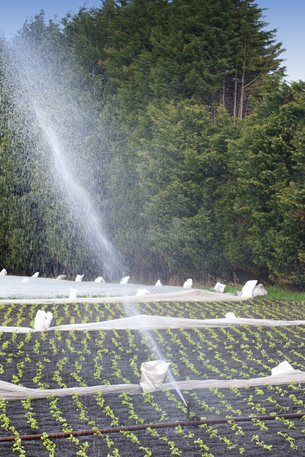 Water crops irrigation stock image. Image of plant, gardening - 20592011