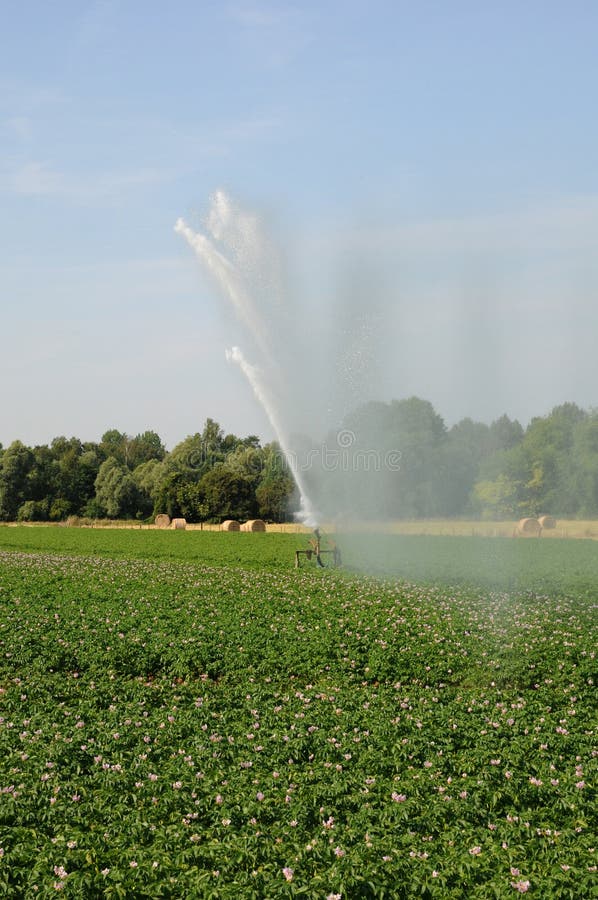 Watering in a field stock image. Image of water, heat - 35274579