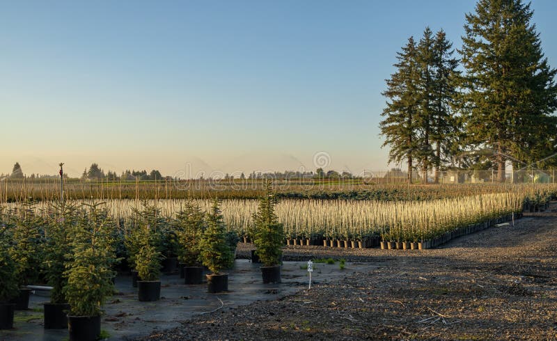 Watering the Fields of Seedling Trees Oregon Stock Photo - Image of ...