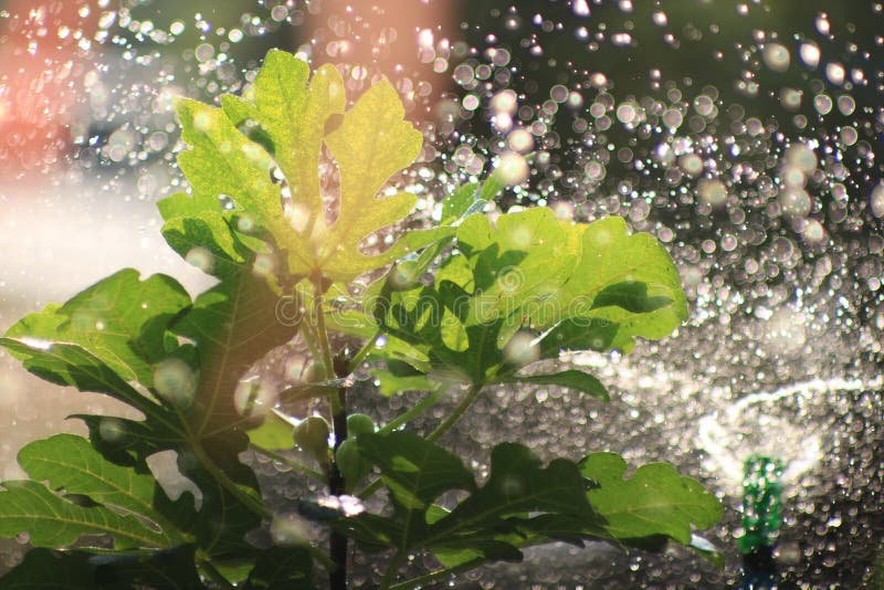 Watering a Fig Tree Outdoor in Sunny Day. Stock Image - Image of food ...