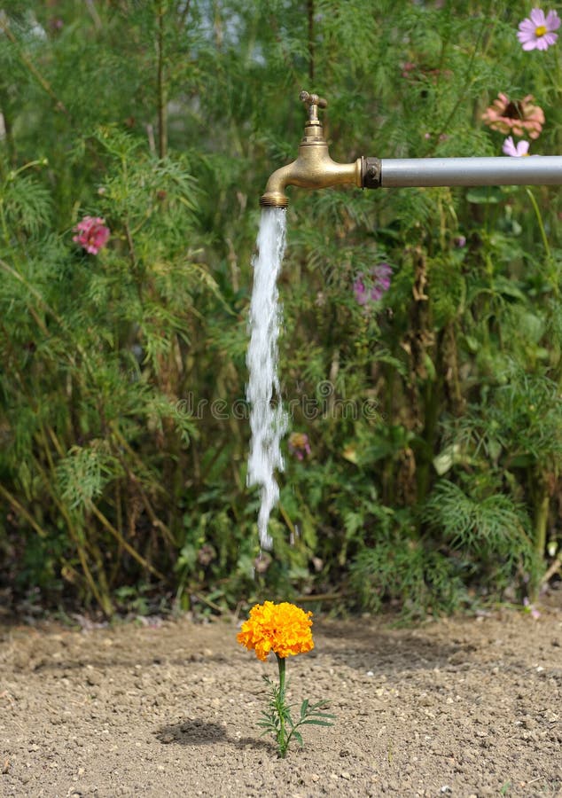Watering flower stock photo. Image of outdoors, faucet - 18506008