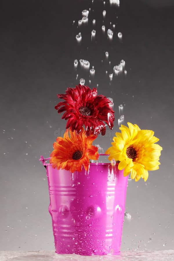 Watering a flower stock photo. Image of green, gardening - 41729854