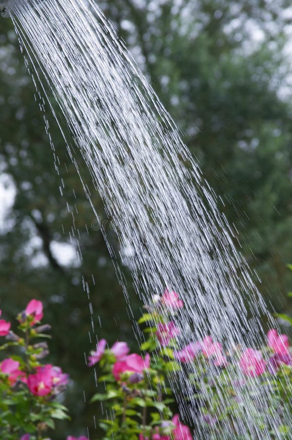 Watering Flowers Picture. Image: 1039560
