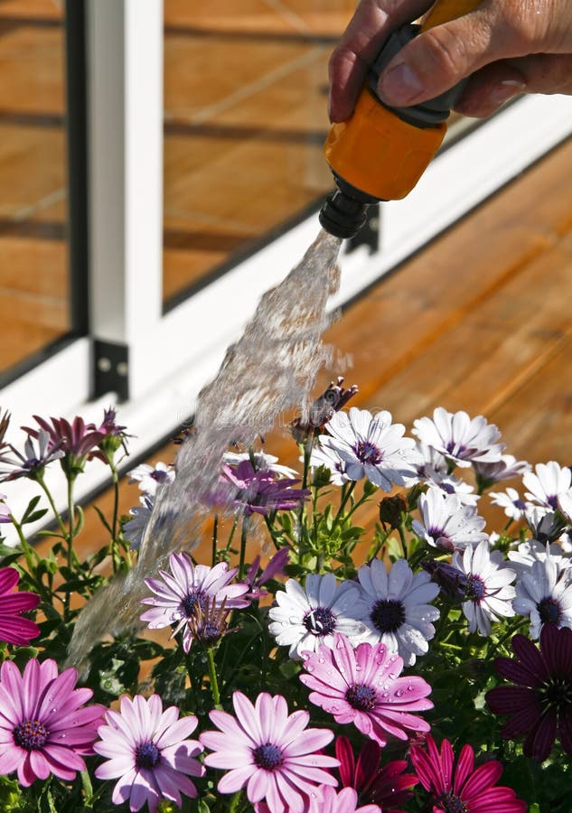 Watering flowers stock image. Image of droplets, drips - 2986385