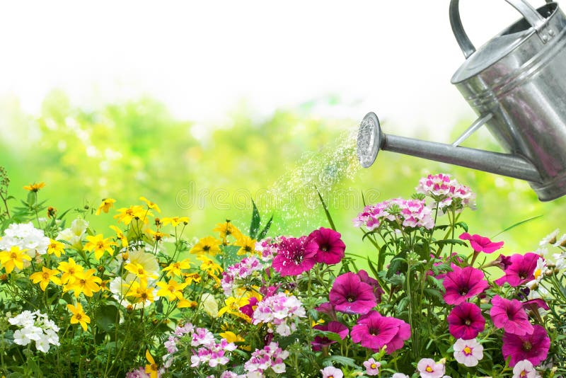 Watering flowers stock photo. Image of pouring, growing - 25541362