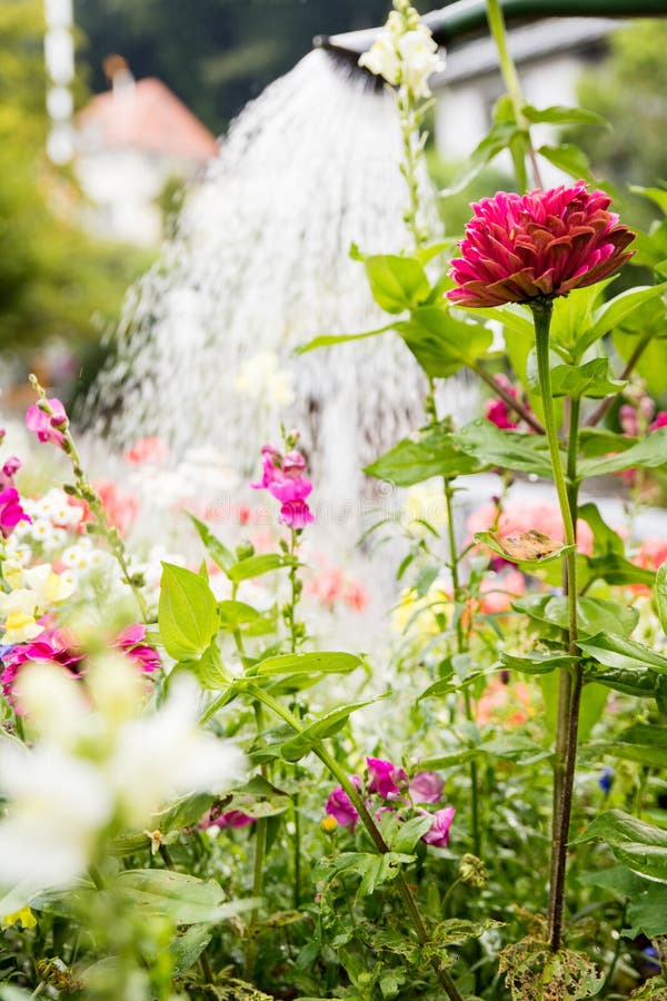 Watering flowers stock image. Image of garden, watering - 75231609