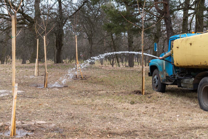 Watering Freshly Planted Trees in Old Park Stock Photo - Image of ...